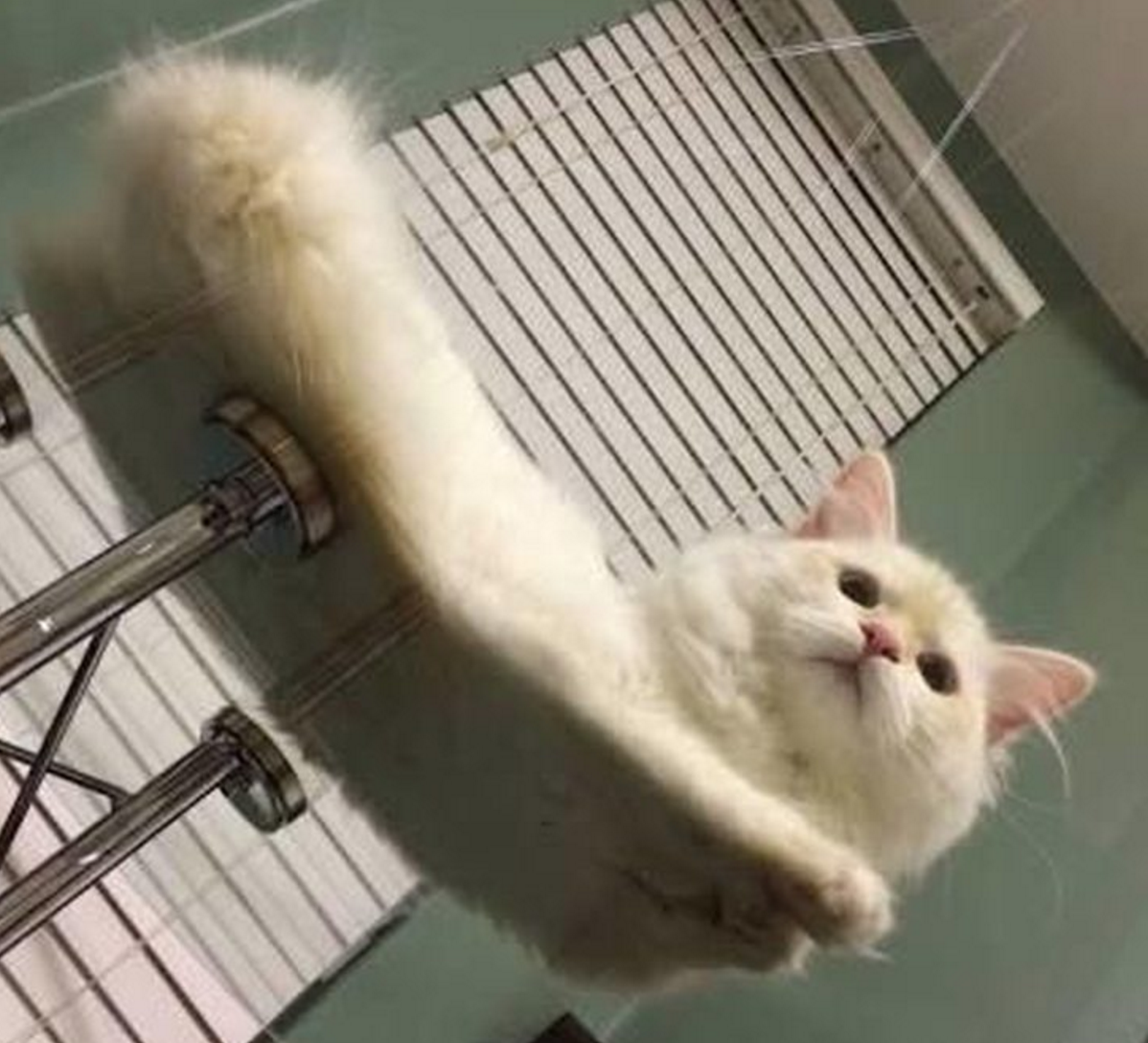 Smooshed Cats are Taking Over the Internet | The Luxury Spot