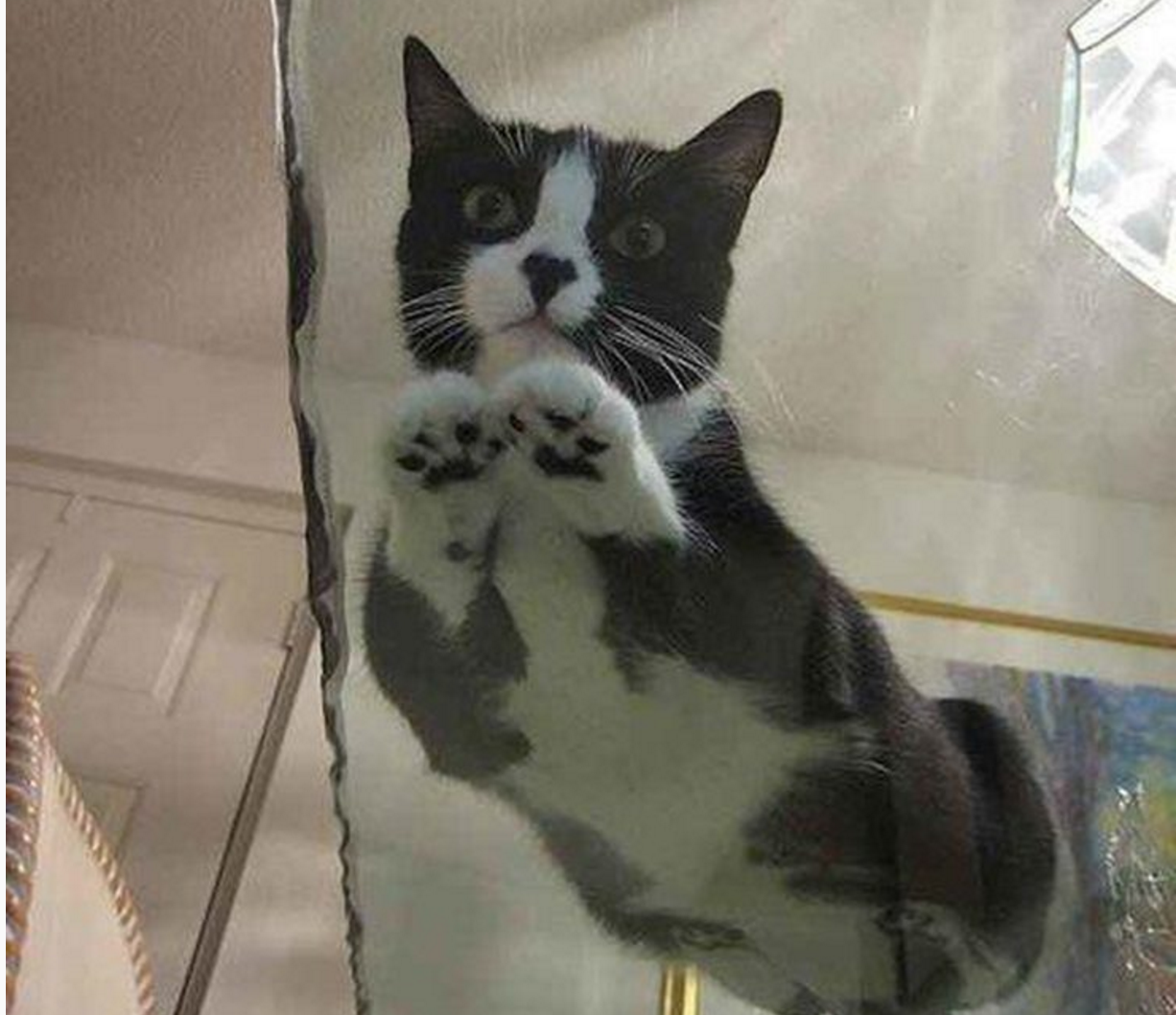 Smooshed Cats are Taking Over the Internet | The Luxury Spot