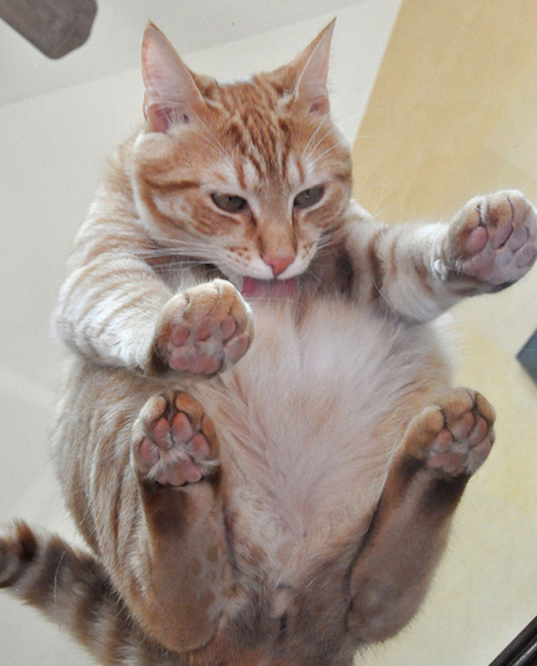 Smooshed Cats are Taking Over the Internet | The Luxury Spot