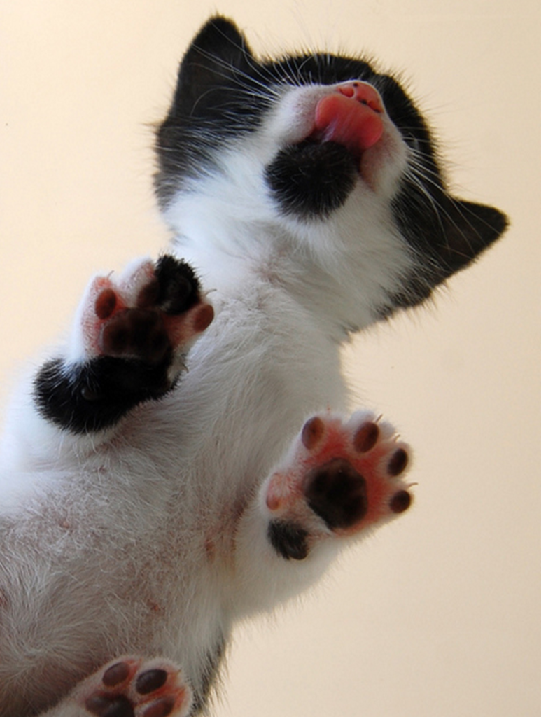 Smooshed Cats are Taking Over the Internet | The Luxury Spot